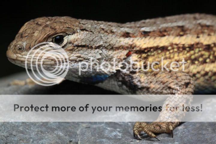 Camera lens suggestions. - Field Herp Forum