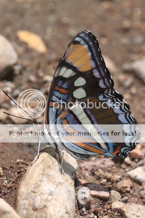 Camera lens suggestions. - Field Herp Forum