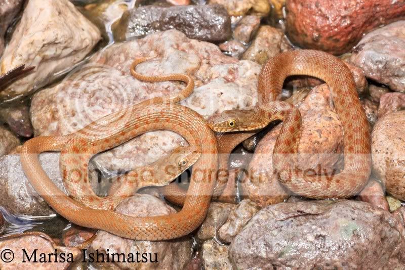 Don't Sleep- There Are Snakes (MAJOR DUW) - Part One - Field Herp Forum