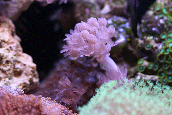 REEF GIFs!! Let' see 'em! | Reef2Reef