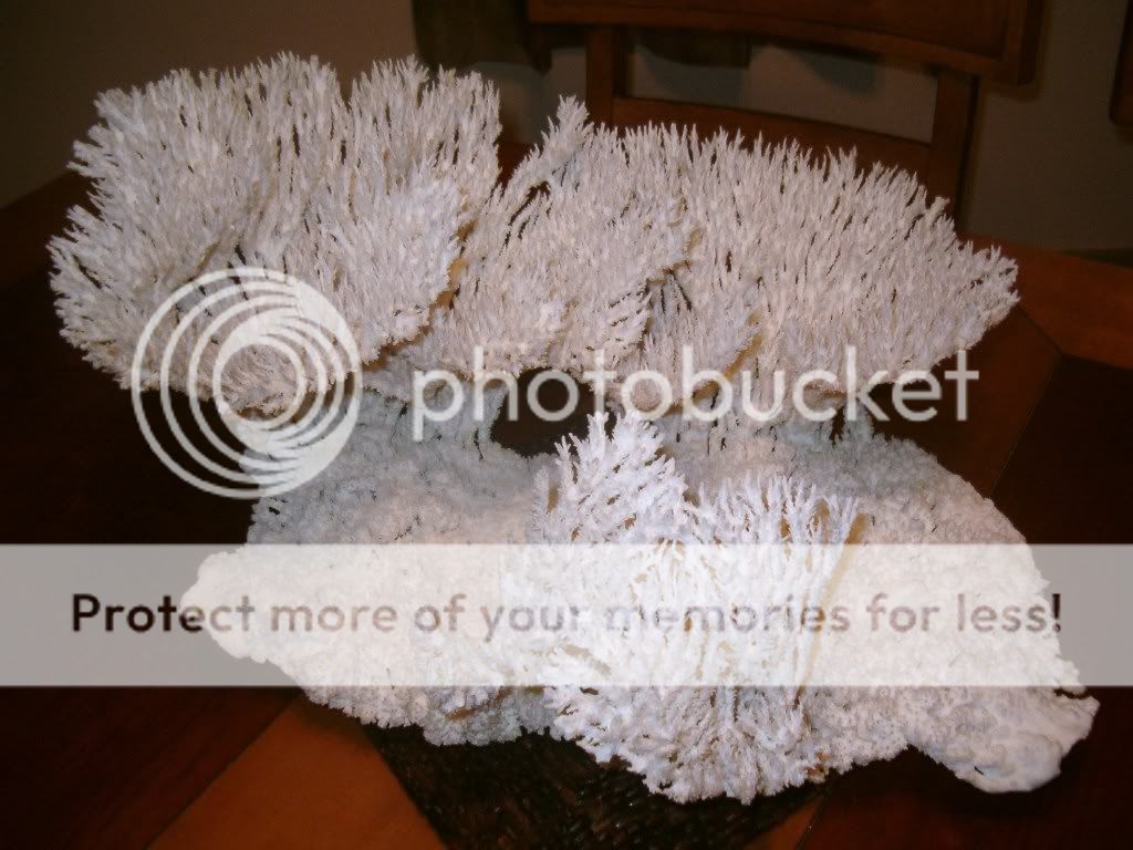 Coral skeleton Center Piece/ Dead Rock