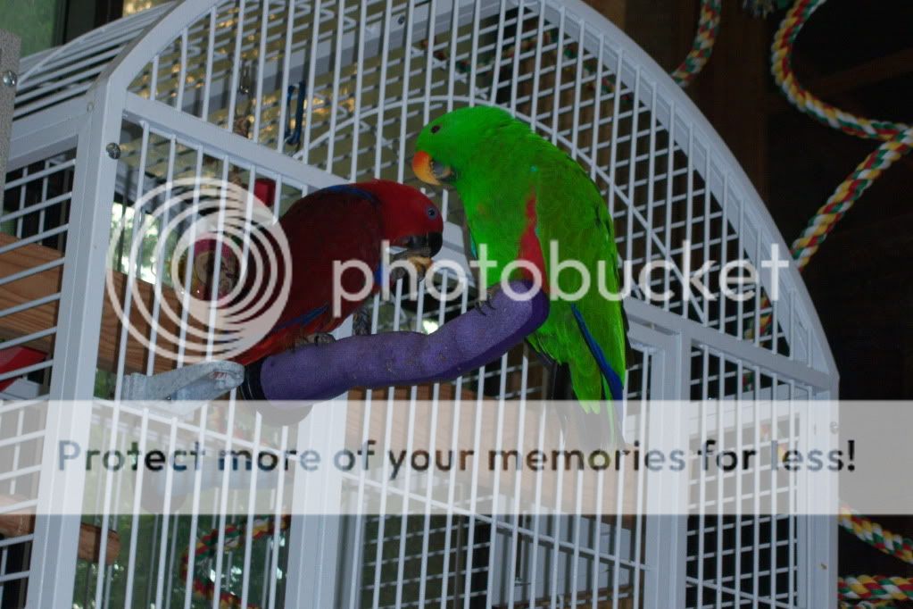 Current pictures of my ekkies | Avian Avenue Parrot Forum