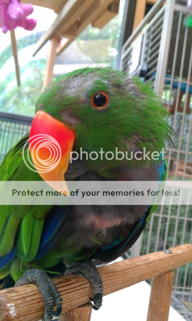 Is this a bad moult, has anyone seen this in their ecky. | Avian Avenue ...