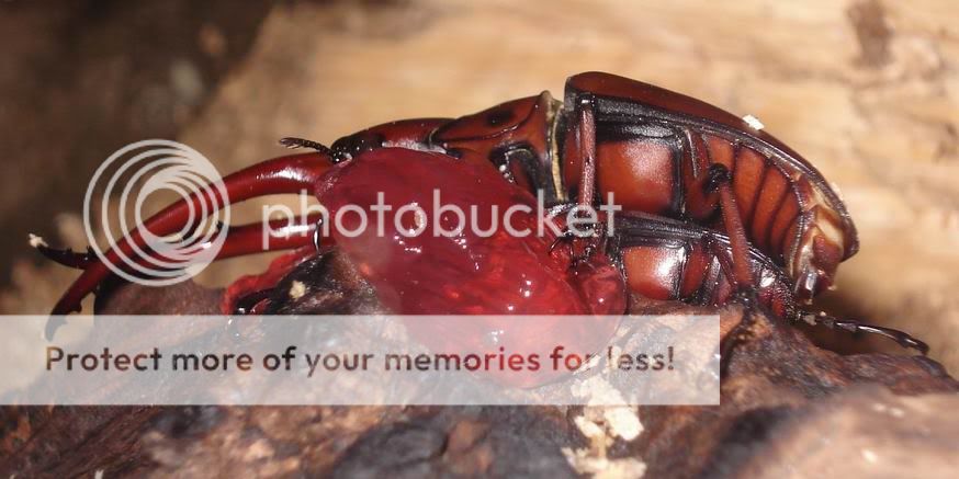 Bloggang.com : ลูกเต่า : ฤดูจับคู่ ตูนาหงัน